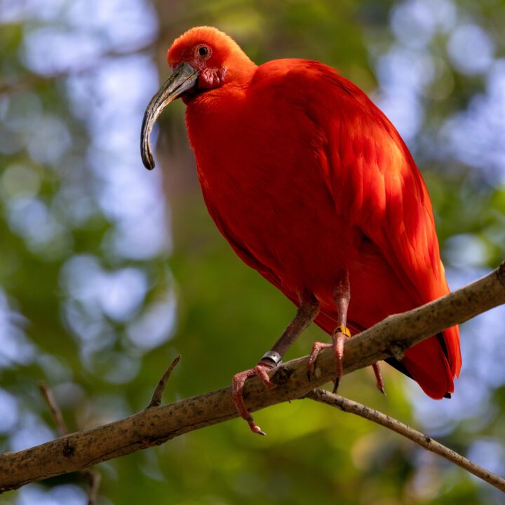 Scarlet Ibis - Fresno Chaffee Zoo