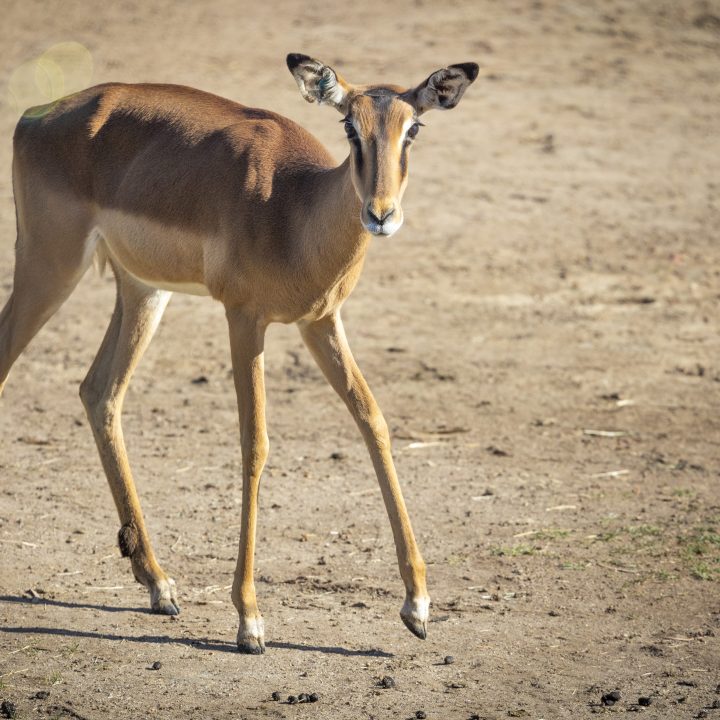 Impala - Fresno Chaffee Zoo
